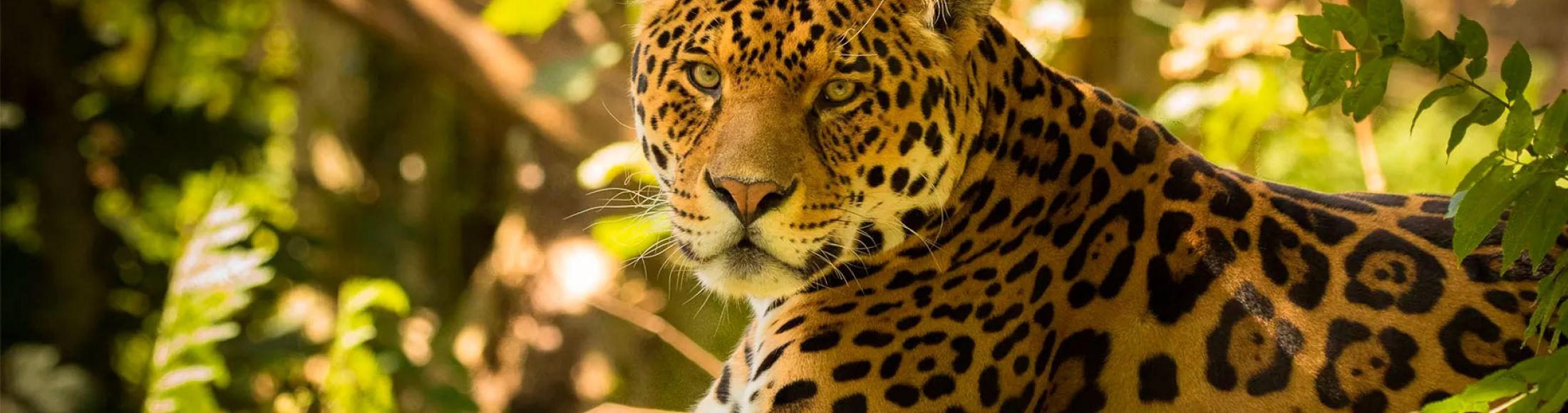 Tours en Manu desde Ecuador